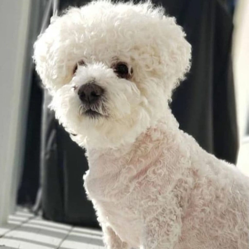 12 Bichon Frise Haircut Ideas for 2024