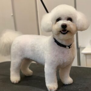 12 Bichon Frise Haircut Ideas for 2024