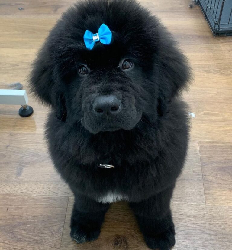 13 Unique Newfoundland Dog Haircut Ideas for Grooming