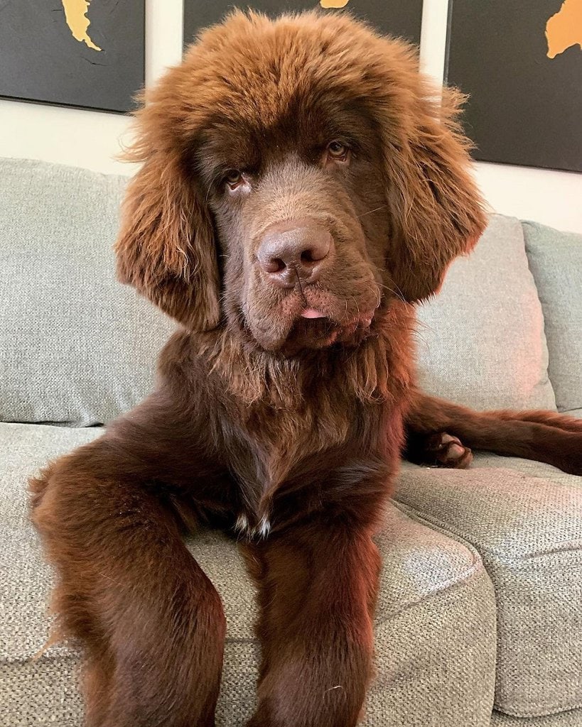 13 Unique Newfoundland Dog Haircut Ideas for Grooming