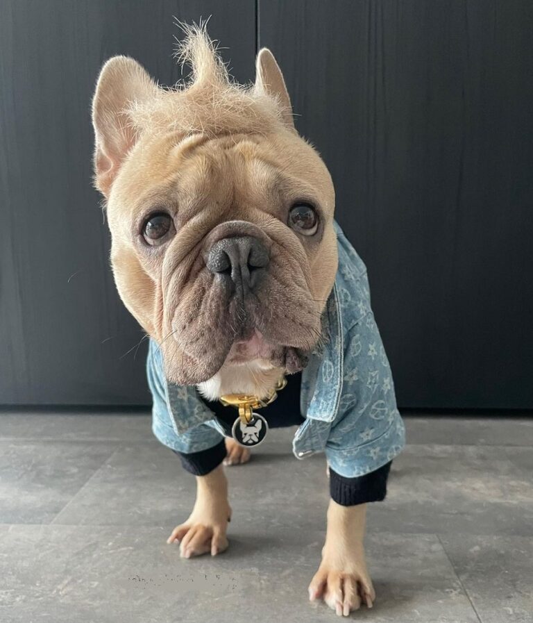 7 Cool Ways to Style Bulldogs (No Haircut Needed!)