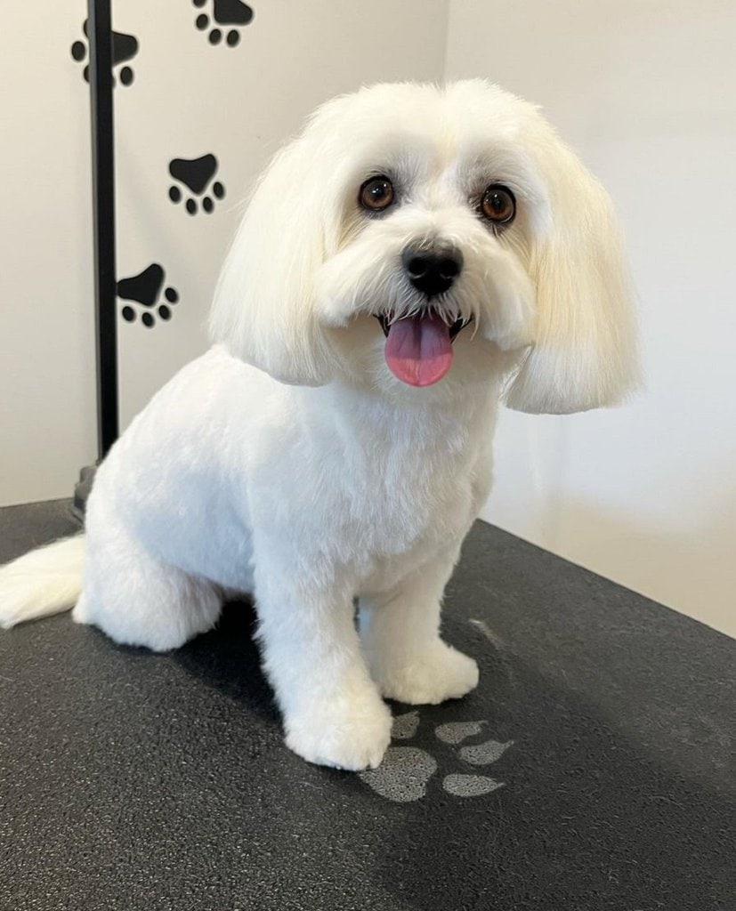 15 Stylish Coton de Tulear Haircuts in 2024