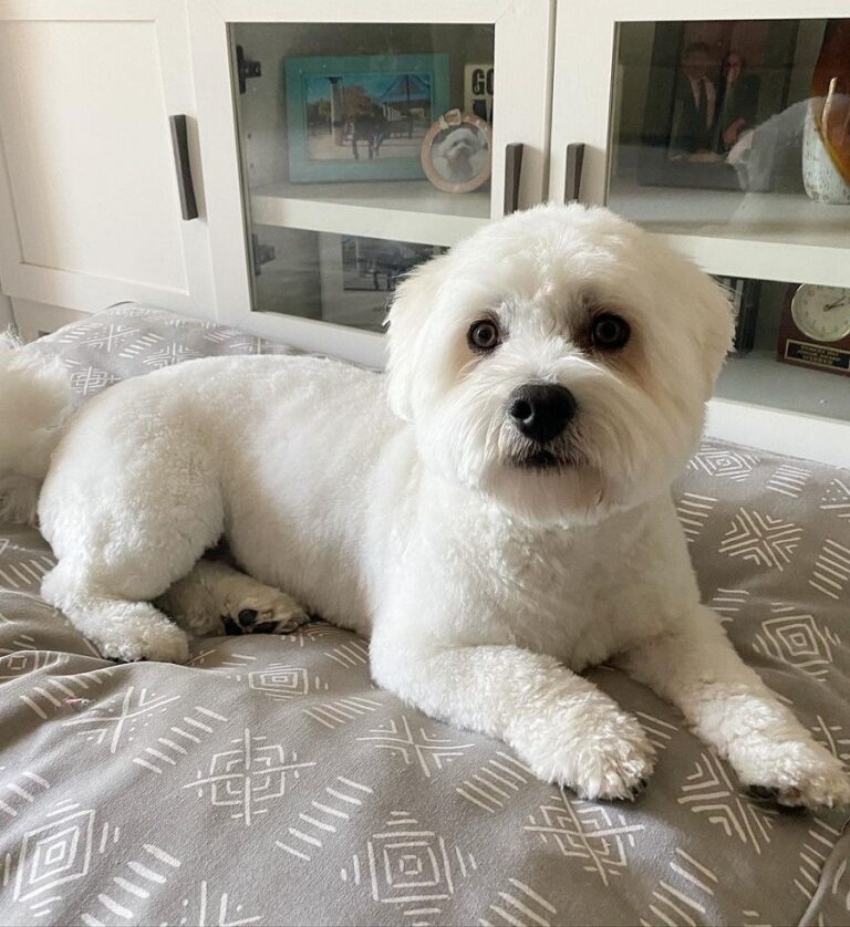 15 Stylish Coton de Tulear Haircuts in 2024
