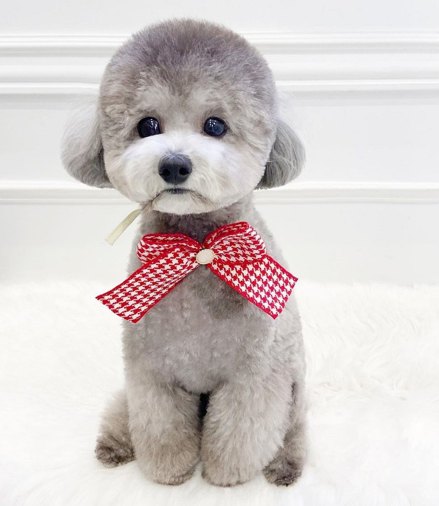 12 Bichon Frise Haircut Ideas for 2024