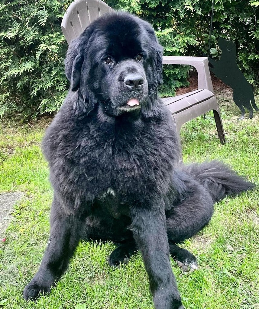 13 Unique Newfoundland Dog Haircut Ideas for Grooming