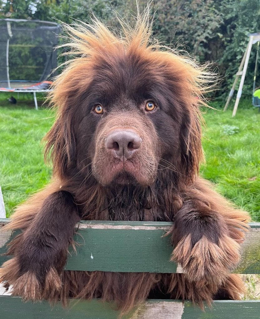 13 Unique Newfoundland Dog Haircut Ideas for Grooming