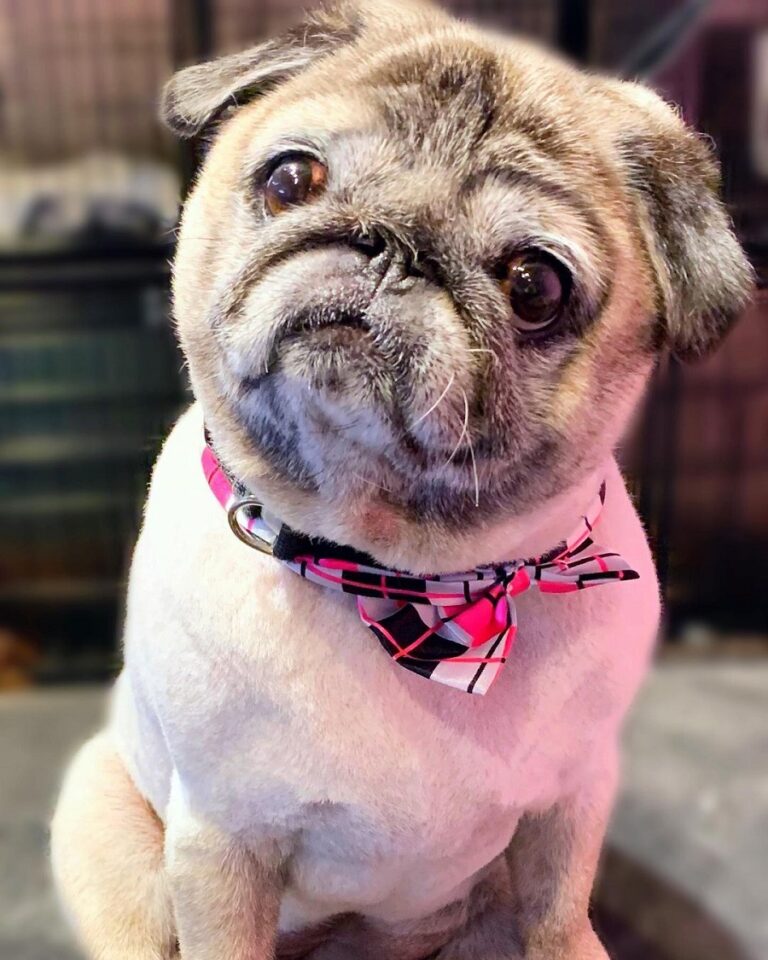 9 Cool Pug Haircuts and Styling Ideas